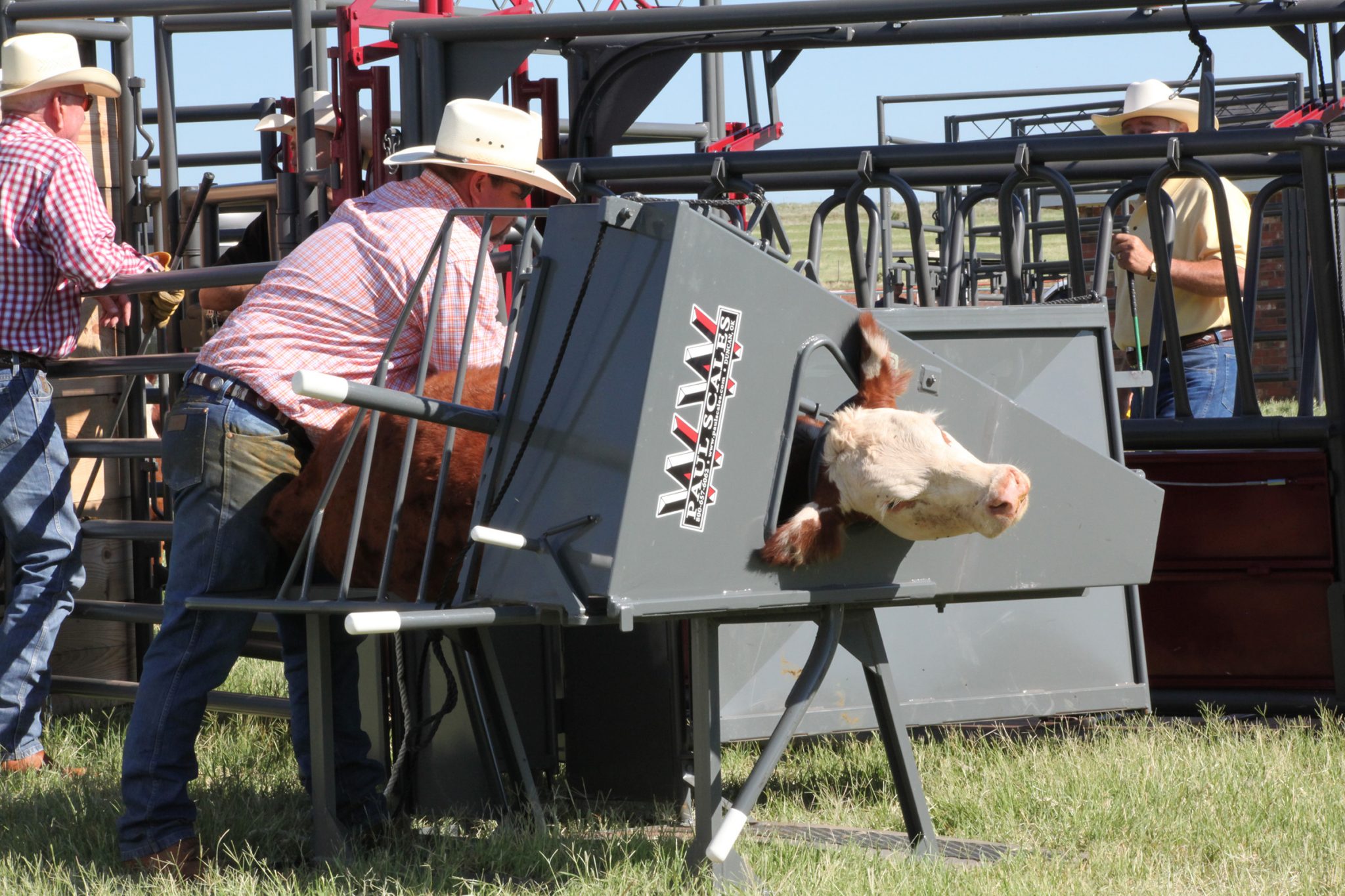 MANUAL CALF TABLE – WW Manufacturing